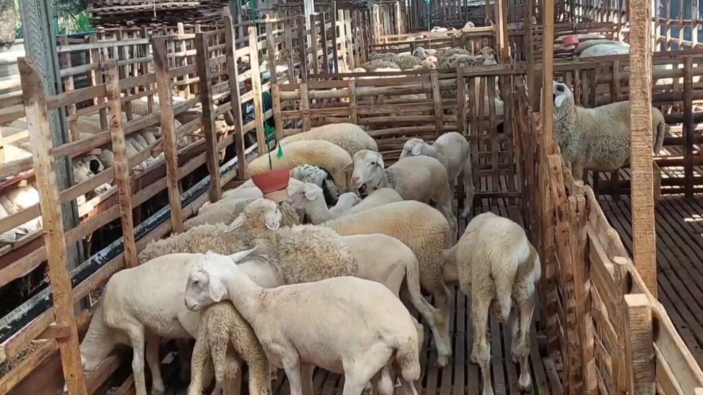 Populasi Ternak Meningkat, Peminat Domba Untuk Kurban Turut Naik - JTV ...